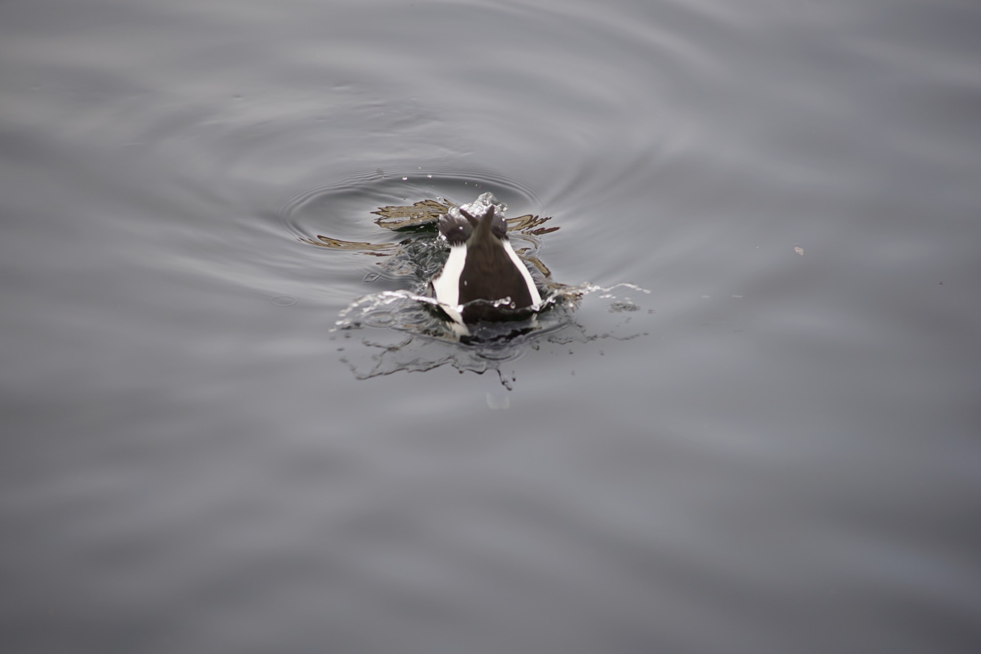 Чёрно-белый и его друзья | Ромка!eu